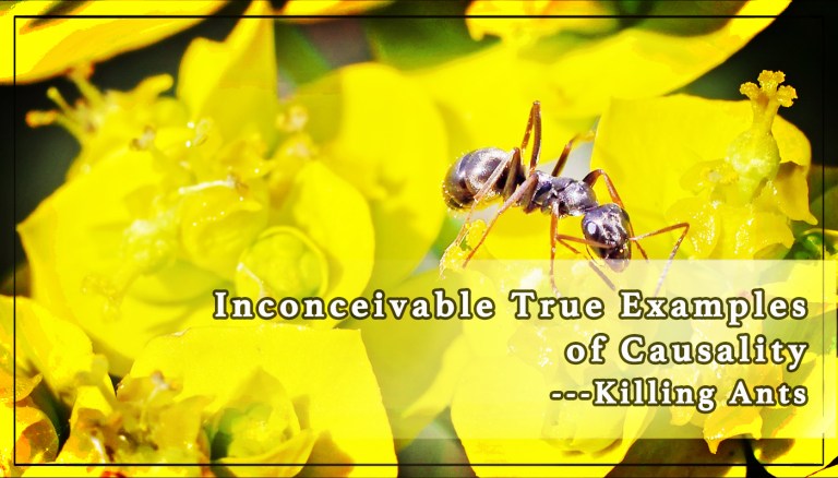 Inconceivable True Examples of Causality —killing ants – Dharma From H ...